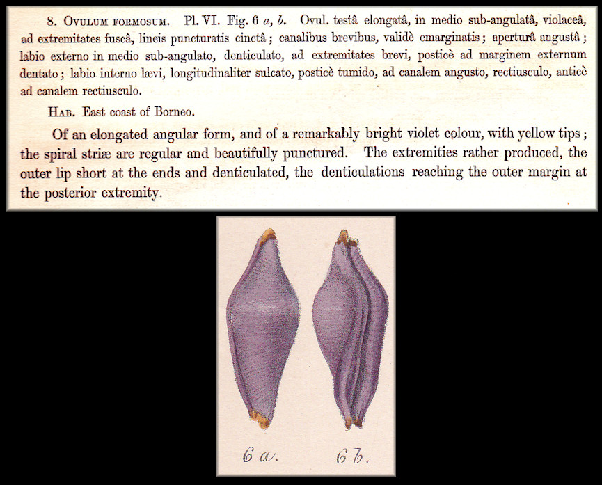 Cuspivolva formosa (G. B. Sowerby II in A. Adams and Reeve, 1848) Original Description/Type Figure